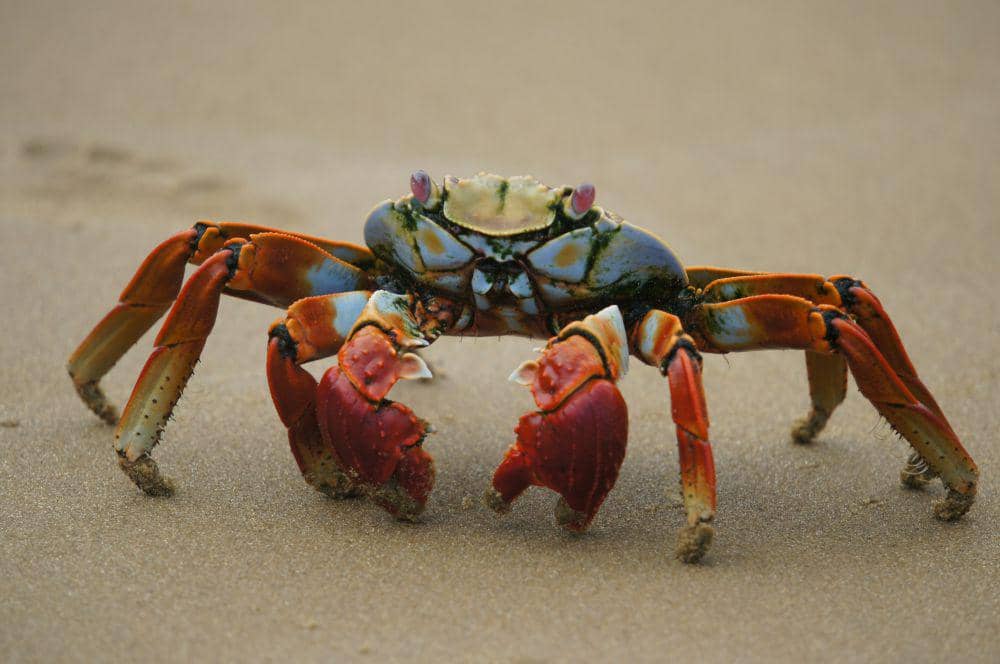 5 Fakta Unik dari Kepiting, Ada Banyak Spesiesnya! | IDN Times
