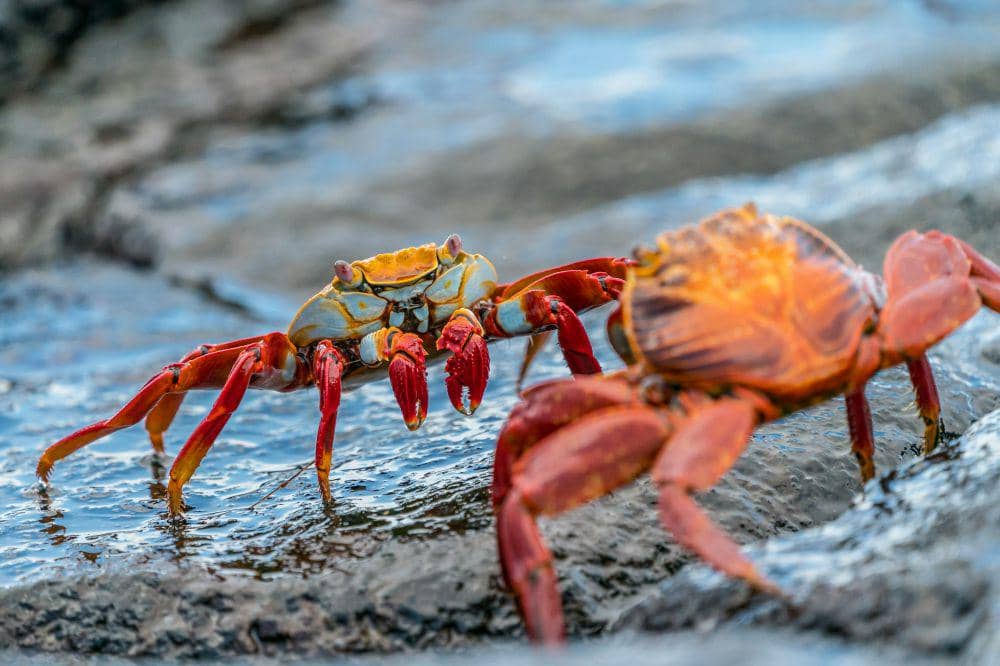5 Fakta Unik dari Kepiting, Ada Banyak Spesiesnya! | IDN Times