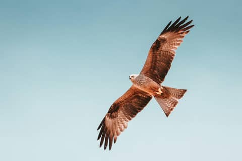 5 Fakta Menarik dari Burung Elang, Predator Teratas! | IDN Times