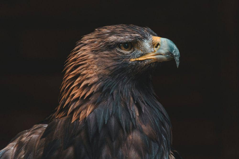 5 Fakta Menarik dari Burung Elang, Predator Teratas! | IDN Times