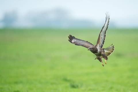 5 Fakta Menarik dari Burung Elang, Predator Teratas! | IDN Times