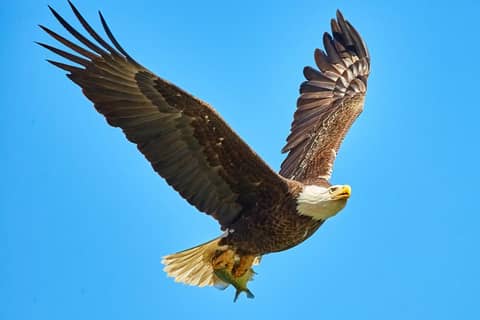 5 Fakta Menarik dari Burung Elang, Predator Teratas! | IDN Times
