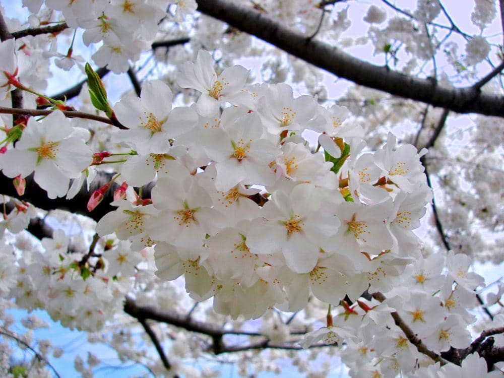 10 Jenis Sakura yang Paling Umum Ditemukan di Jepang | IDN Times