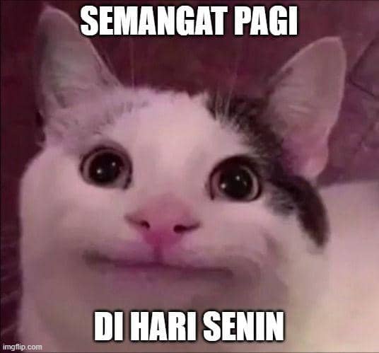 9 Meme Kucing Senyum yang Lucu, Ampuh Jadi Mood Booster | IDN Times