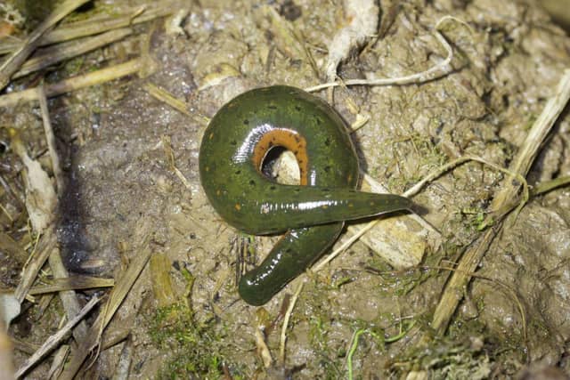 5 Spesies Lintah yang Unik, dari Air Tawar Hingga Darat | IDN Times