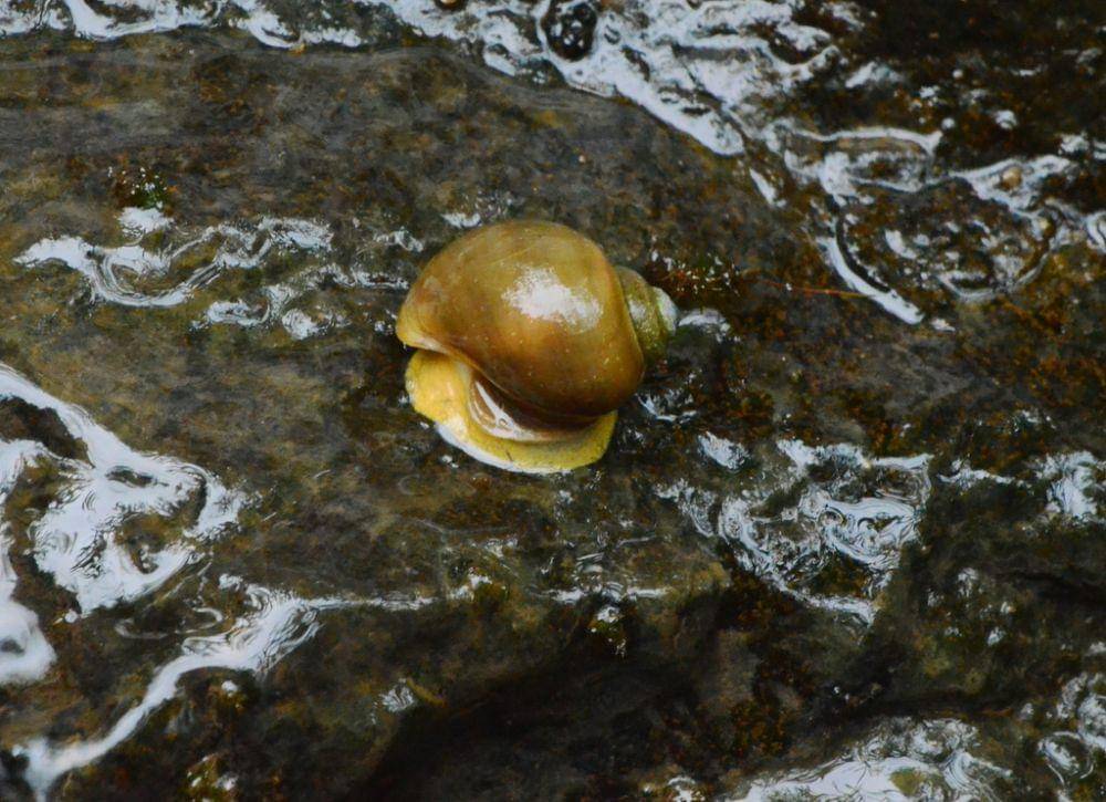 Kenali 7 Spesies Siput yang Menakjubkan, Lebih dari Fauna Lu | IDN Times