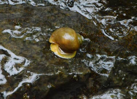 Kenali 7 Spesies Siput yang Menakjubkan, Lebih dari Fauna Lu | IDN Times
