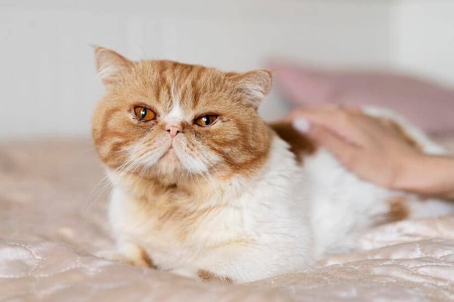 5 Ciri-Ciri Kucing Demam yang Wajib Diperhatikan Pawrents | IDN Times