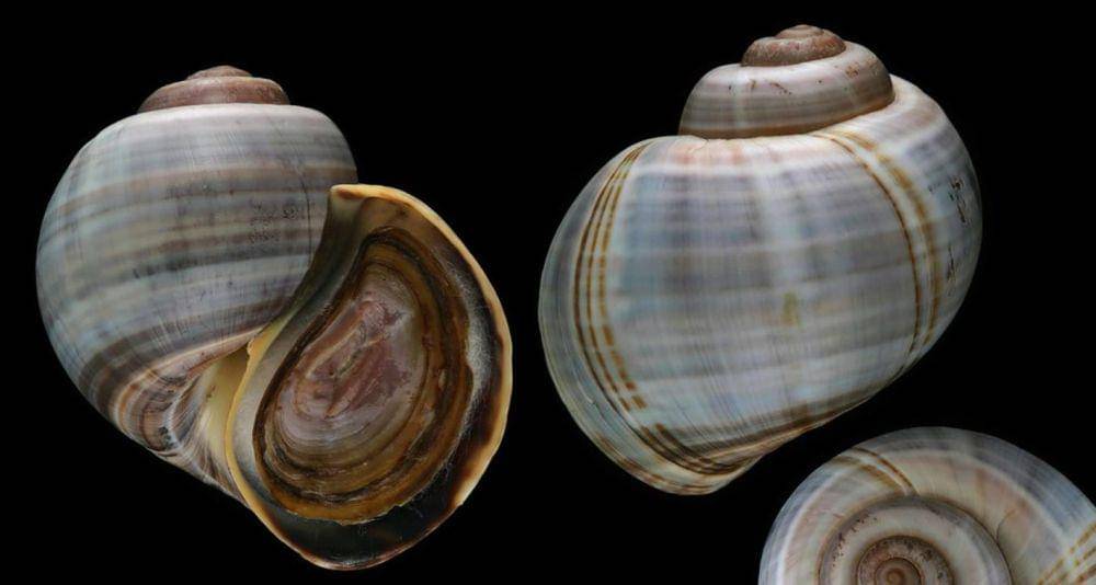 Kenali 7 Spesies Siput yang Menakjubkan, Lebih dari Fauna Lu | IDN Times