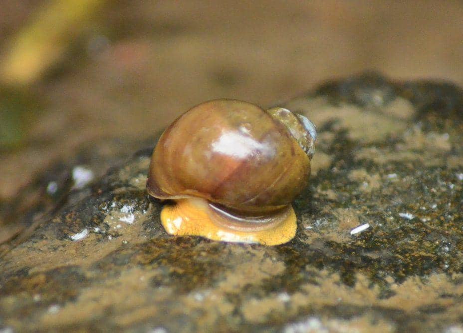Kenali 7 Spesies Siput yang Menakjubkan, Lebih dari Fauna Lu | IDN Times