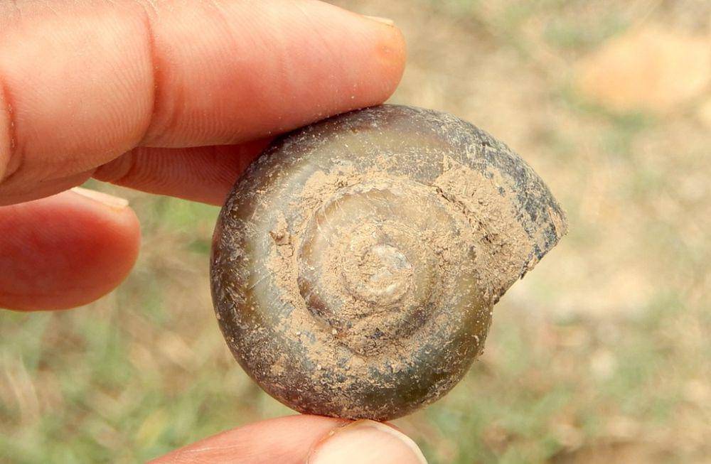 Kenali 7 Spesies Siput yang Menakjubkan, Lebih dari Fauna Lu | IDN Times