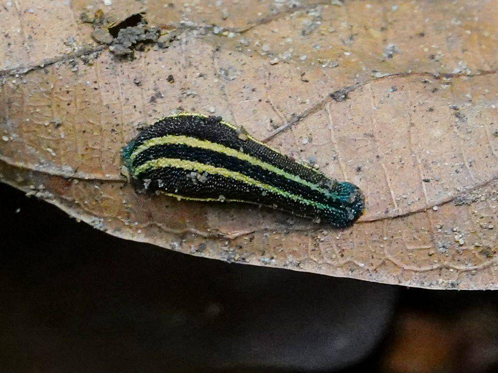 6 Fakta Menarik Lintah, Bermanfaat bagi Dunia Medis! | IDN Times