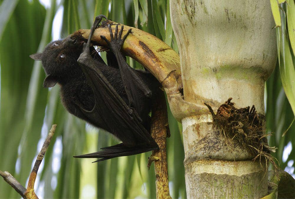 6 Fakta Black Flying Fox, Penyerbuk Penting Pohon Eukaliptus | IDN Times