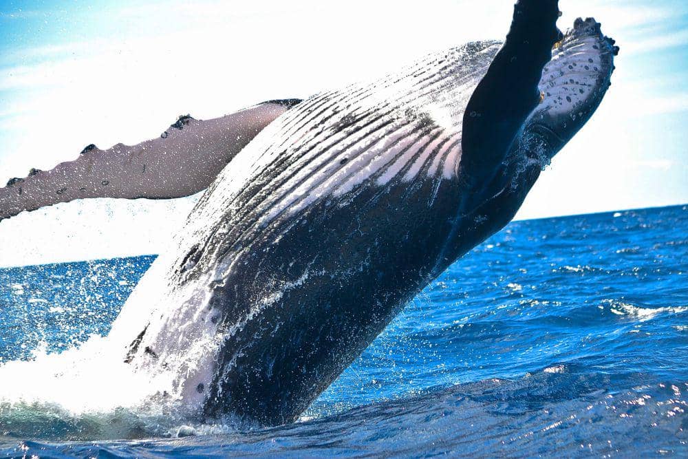 5 Fakta Menakjubkan Paus, Mamalia Laut Punya Banyak Perut | IDN Times