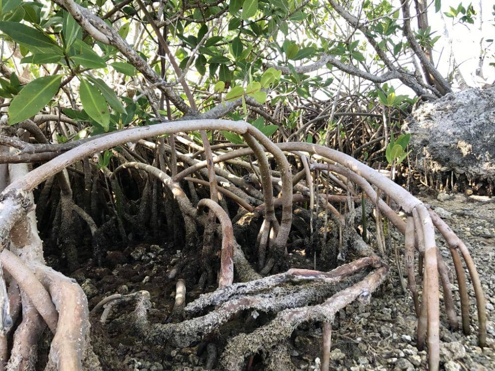 5 Jenis Pohon Bakau, Akar yang Kokoh Bagaikan Benteng | IDN Times Sumut