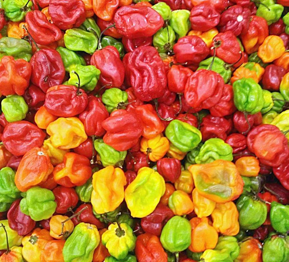 5 Fakta Cabai Gendot, Bentuk seperti Paprika dengan Kepedasa | IDN Times