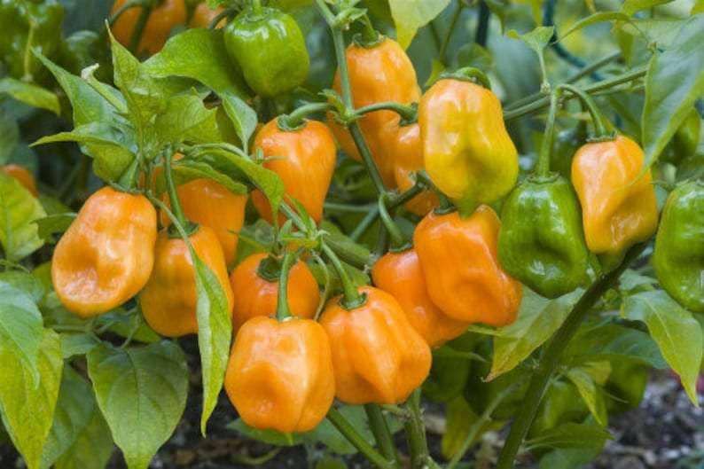 5 Fakta Cabai Gendot, Bentuk seperti Paprika dengan Kepedasa | IDN Times