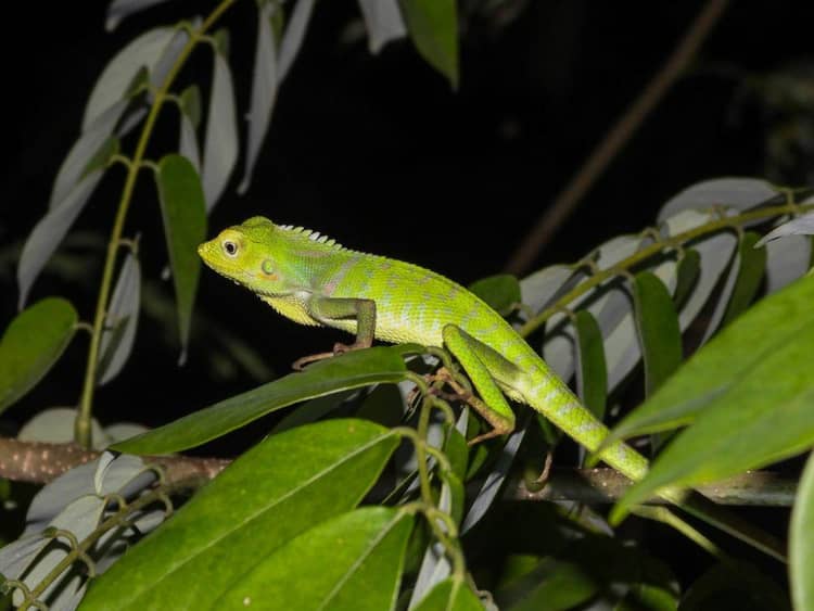 5 Perbedaan Mencolok Bunglon Taman dan Bunglon Surai | IDN Times