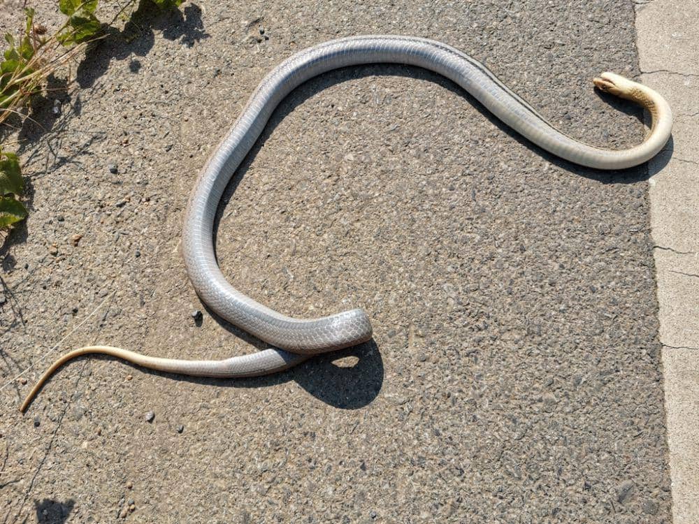 5 Fakta Menarik Ular Lanang Sapi yang Jago Sandiwara | IDN Times Sumut