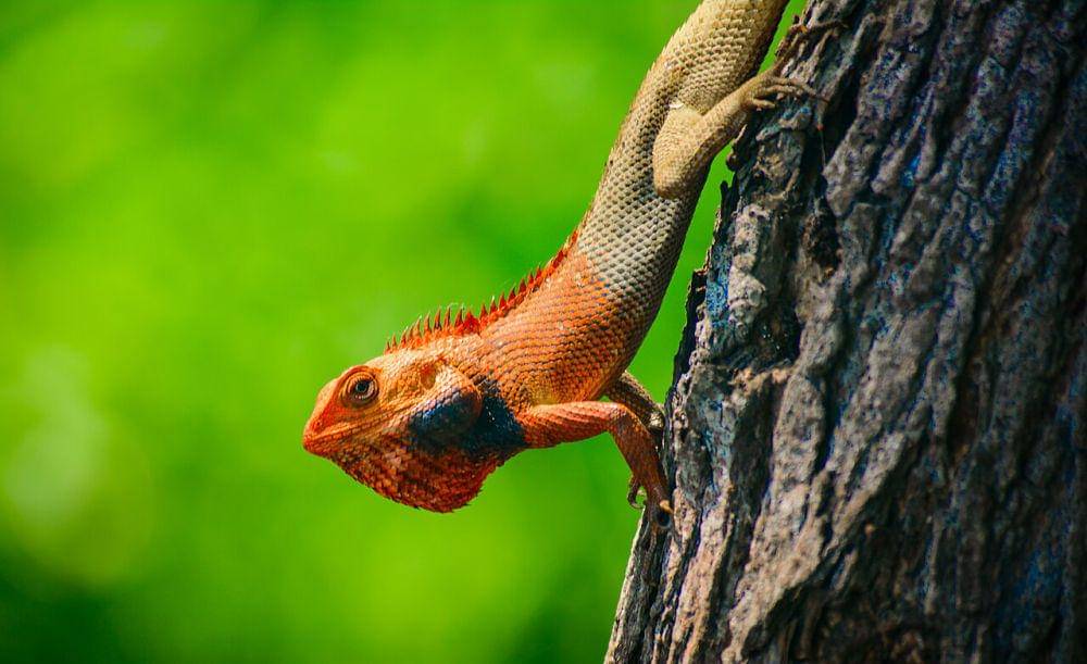 5 Perbedaan Mencolok Bunglon Taman dan Bunglon Surai | IDN Times