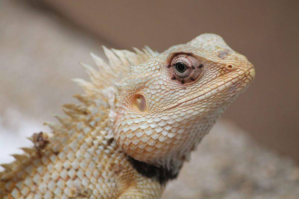 5 Perbedaan Mencolok Bunglon Taman dan Bunglon Surai | IDN Times