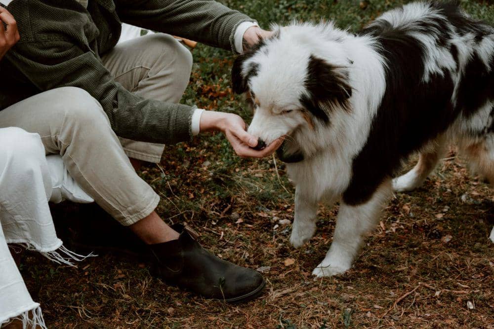 4 Tips Melatih Anjing Tanpa Membuatnya Merasa Stres, Patuh! | IDN Times