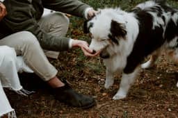 4 Tips Melatih Anjing Tanpa Membuatnya Merasa Stres, Patuh! | IDN Times