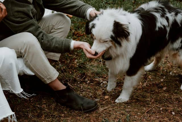 4 Tips Melatih Anjing Tanpa Membuatnya Merasa Stres, Patuh! | IDN Times