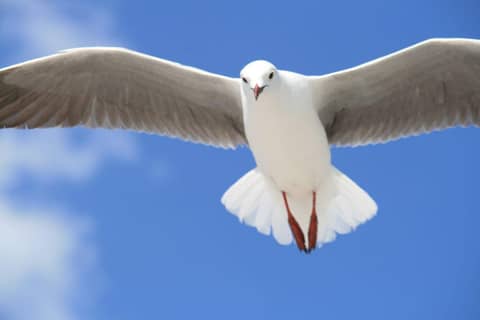 5 Fakta Burung Merpati yang Punya Posisi Tidur Unik | IDN Times