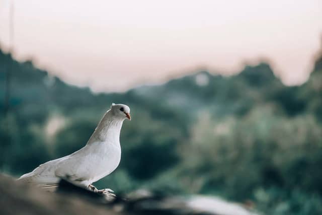 5 Fakta Burung Merpati yang Punya Posisi Tidur Unik | IDN Times