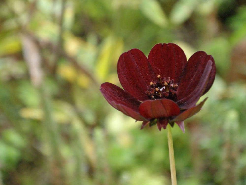 5 Fakta Chocolate Cosmos, Bunga dengan Bau Mirip Cokelat | IDN Times
