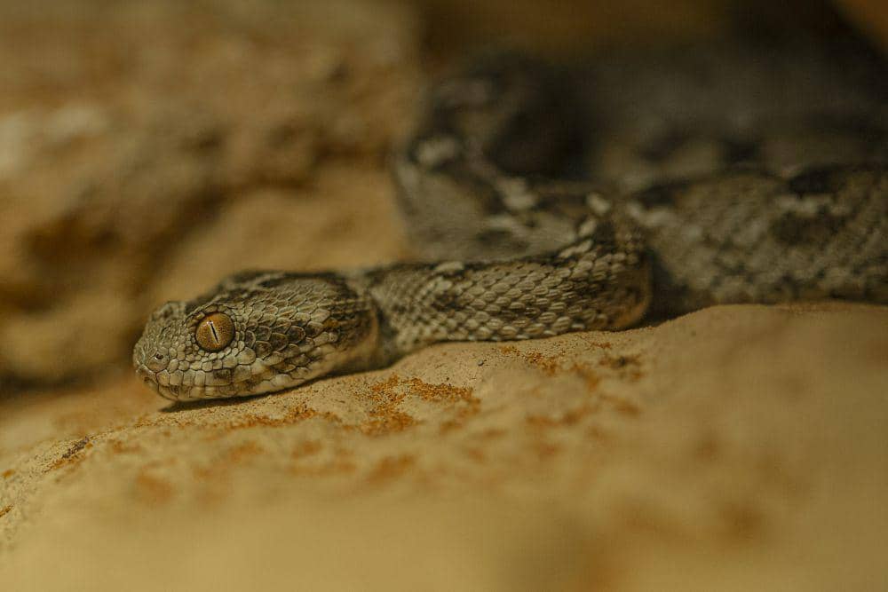 5 Fakta Mengerikan dari Ular Viper, Sangat Berbahaya! | IDN Times