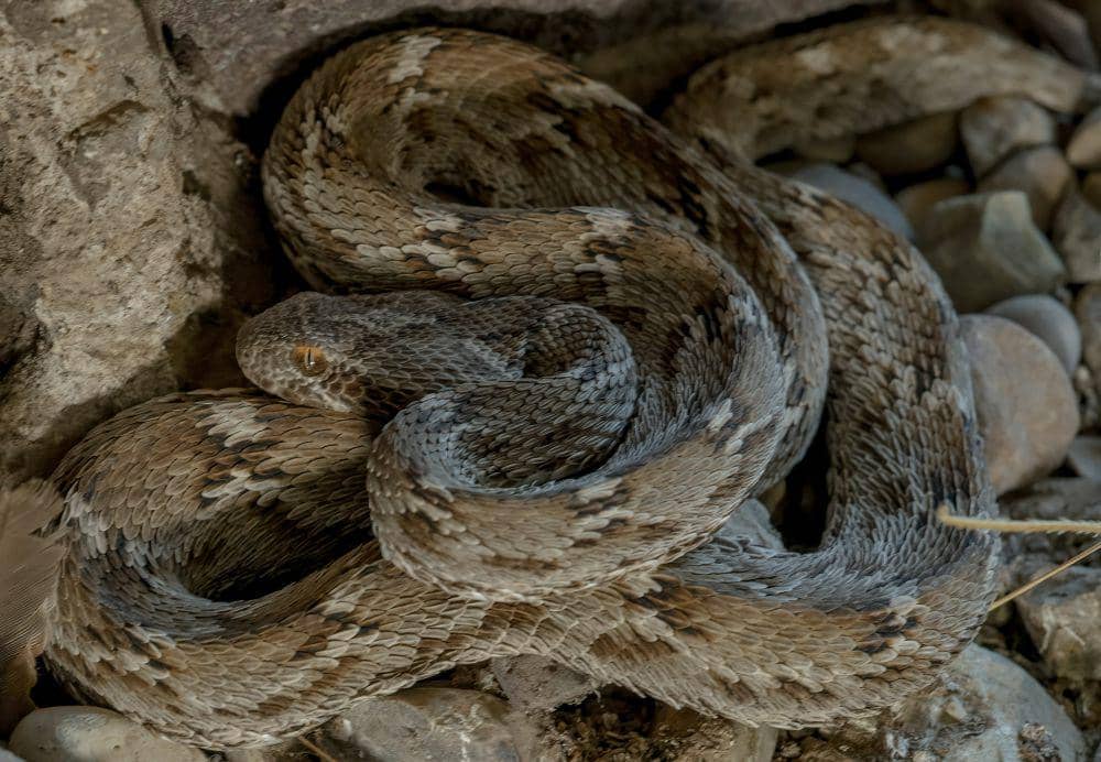 5 Fakta Mengerikan dari Ular Viper, Sangat Berbahaya! | IDN Times