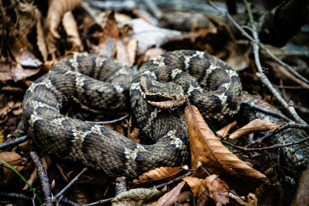 5 Fakta Mengerikan dari Ular Viper, Sangat Berbahaya! | IDN Times