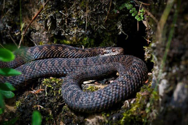 5 Fakta Mengerikan dari Ular Viper, Sangat Berbahaya! | IDN Times