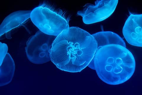 5 Fakta Menakjubkan dari Ubur-ubur, Bukan Ikan! | IDN Times