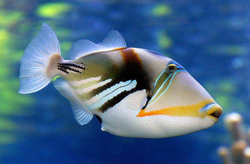5 Fakta Unik Humuhumunukunukuapua’a, Ikan Bergigi Biru asal | IDN Times