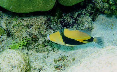 5 Fakta Unik Humuhumunukunukuapua’a, Ikan Bergigi Biru asal | IDN Times