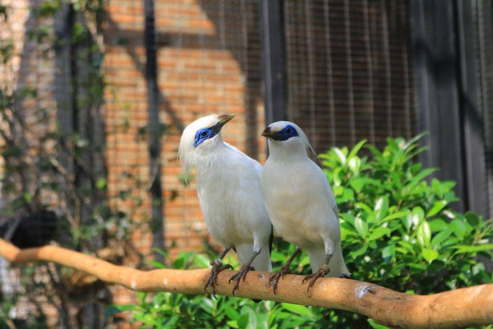 Aviary Park, Harga Tiket Masuk dan Fasilitasnya yang Lengkap | IDN Times
