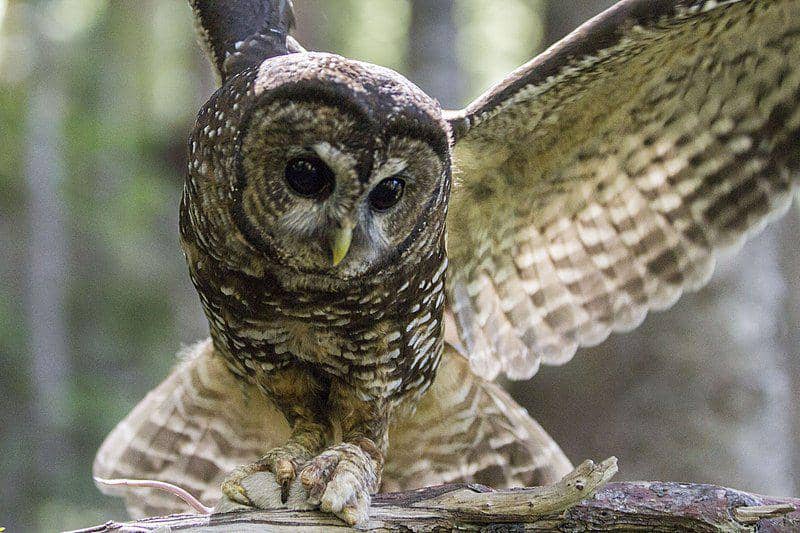4 Hewan Unik di Taman Nasional Zion, Ada Kadal Cantik | IDN Times
