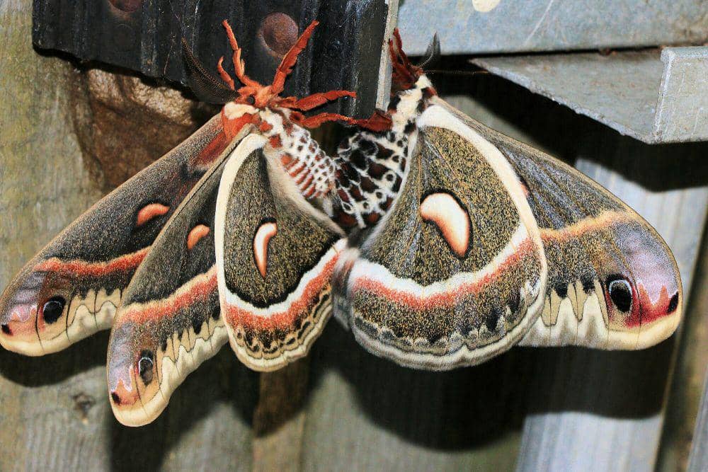 6 Fakta Unik Cecropia Moth yang Diperdaya Laba-laba Bolas! | IDN Times