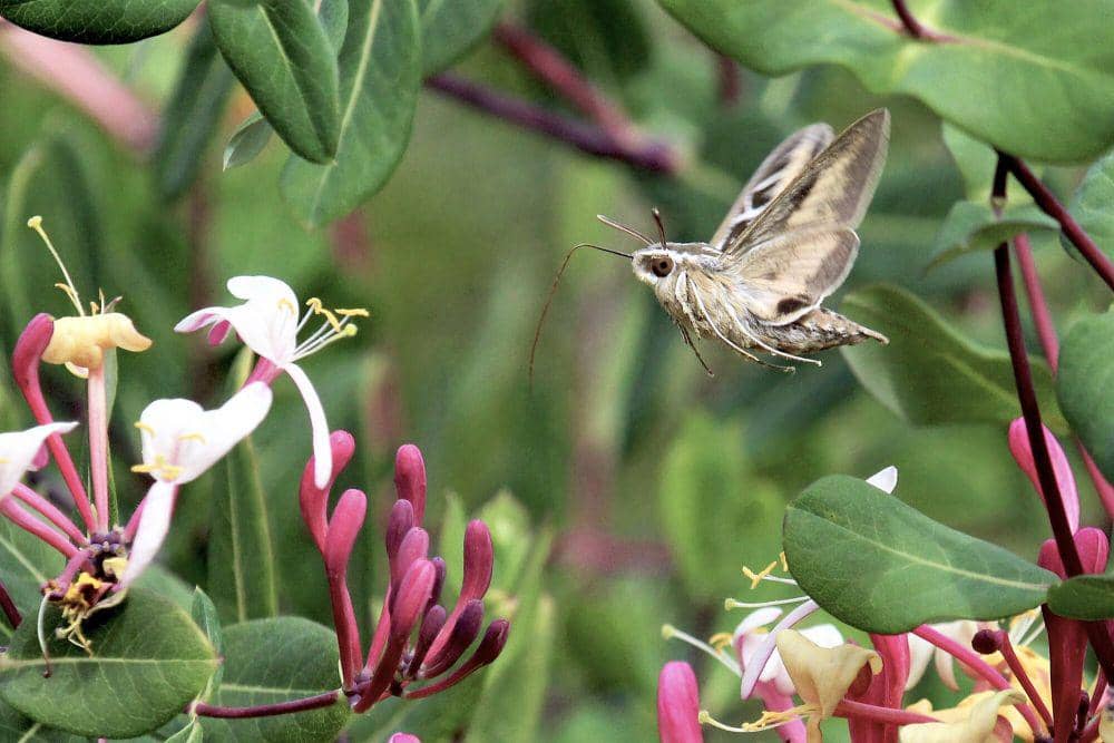6 Fakta Sphinx Moth yang Mekanisme Pertahanannya Beragam | IDN Times