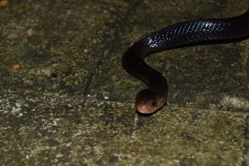 5 Ular Hitam Asli Jawa, dari Ular Koros hingga Kobra Jawa | IDN Times