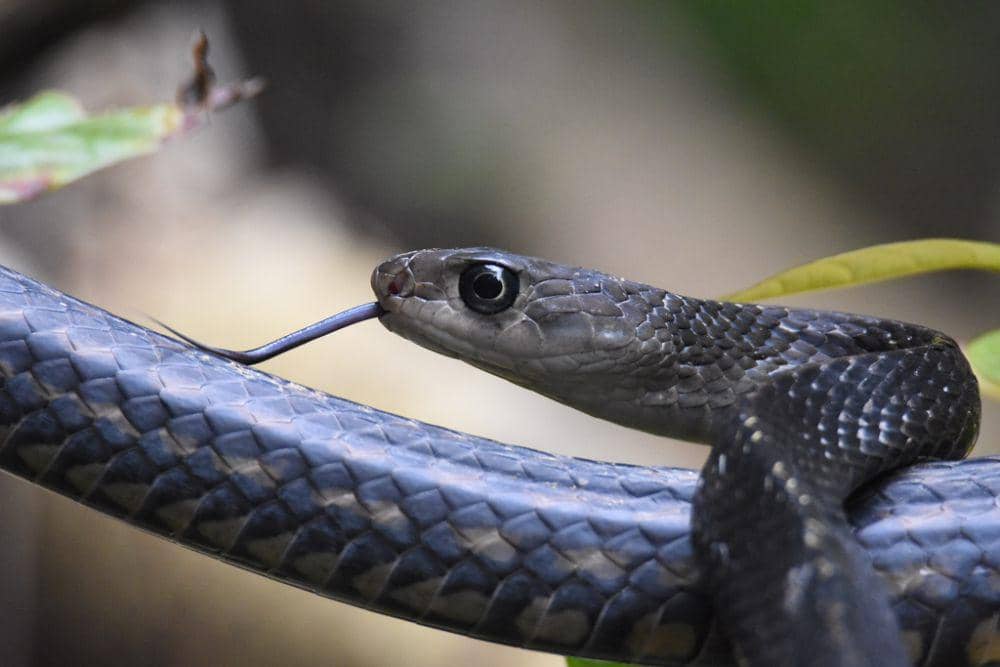 5 Ular Hitam Asli Jawa, dari Ular Koros hingga Kobra Jawa | IDN Times
