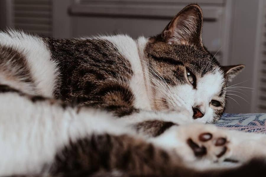 Kenapa Kucing Tiba-Tiba Lemas? Ini Kemungkinan Penyebabnya | IDN Times