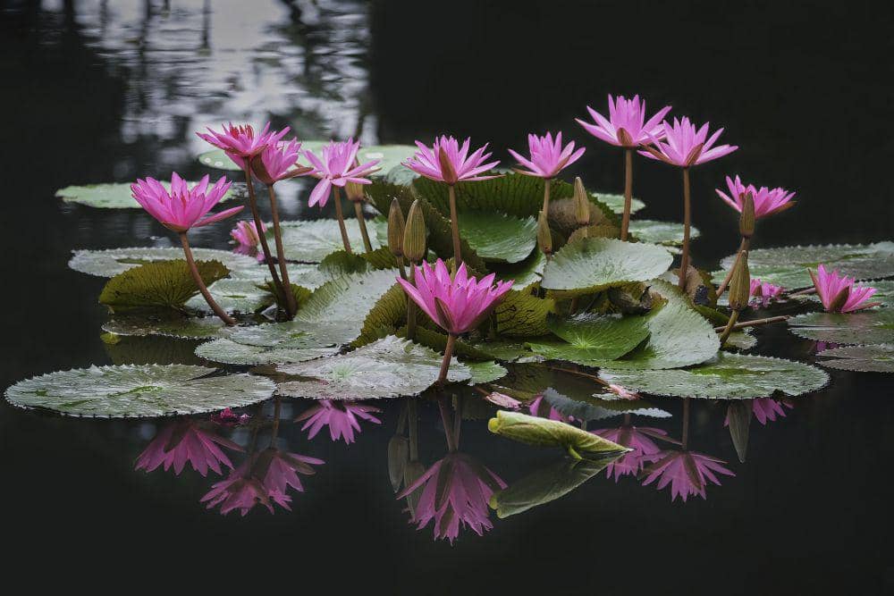 5 Perbedaan Bunga Teratai dan Lotus, Apa Saja? | IDN Times Jateng