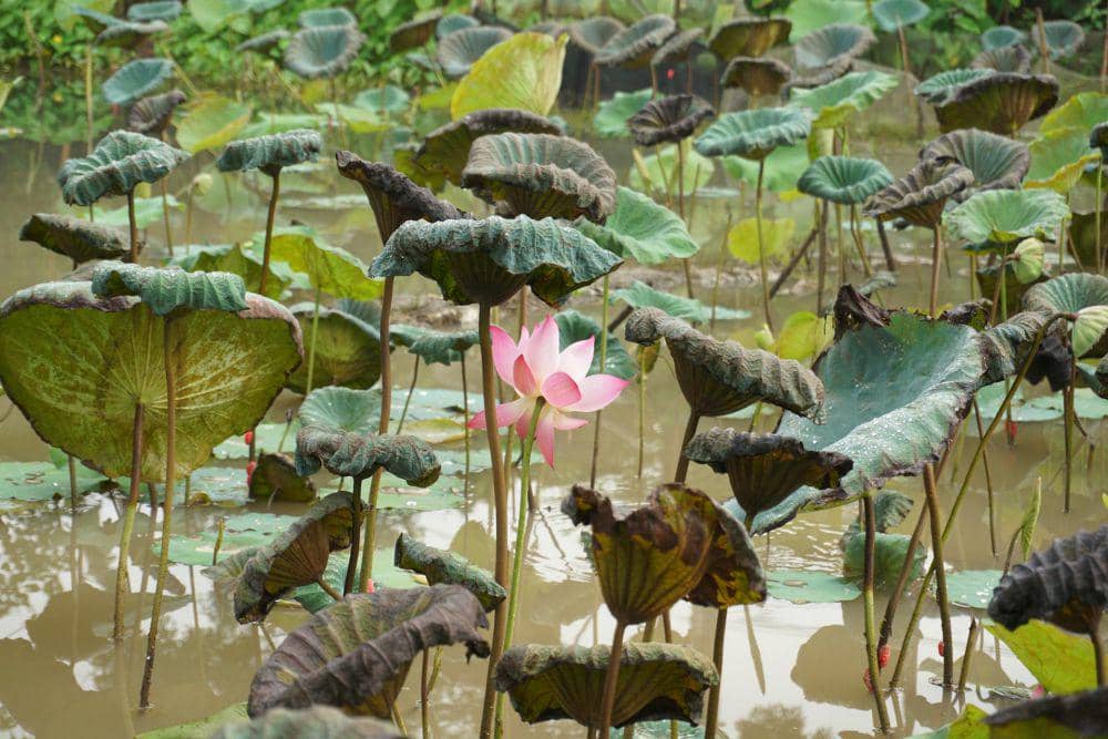 5 Perbedaan Bunga Teratai dan Lotus, Apa Saja? | IDN Times Jateng