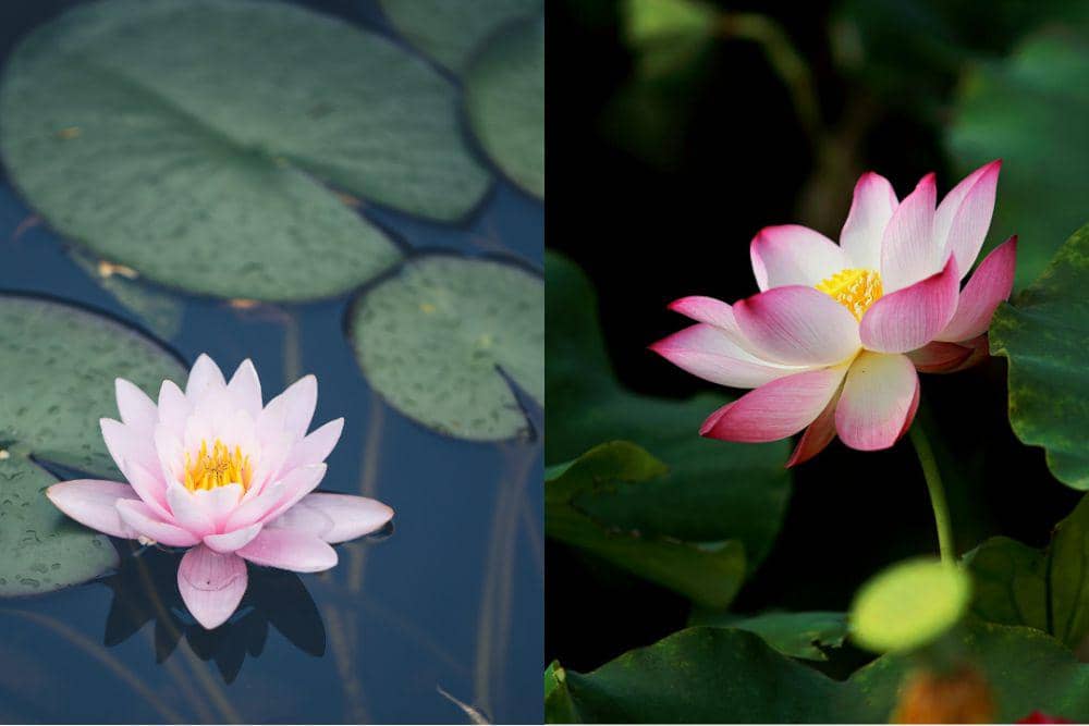 5 Perbedaan Bunga Teratai dan Lotus, Apa Saja? | IDN Times Jateng