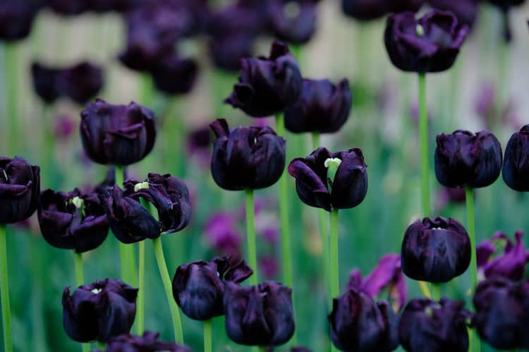 6 Bunga Unik Berwarna Hitam, Langka dan Elegan | IDN Times