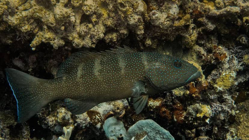 5 Spesies Ikan Kerapu dan di Mana Kita Bisa Menemukannya | IDN Times